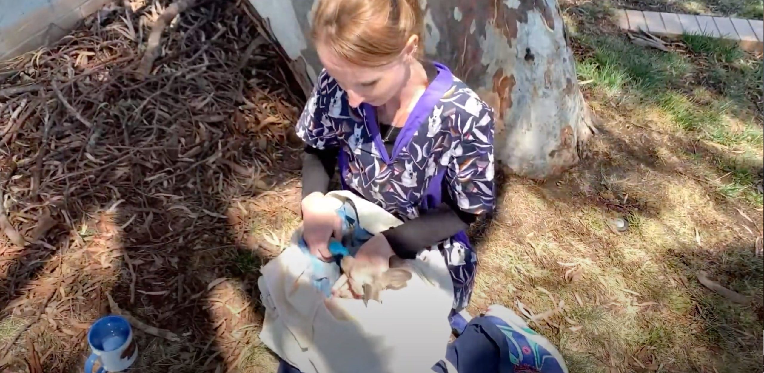 What to do with injured native wildlife | Orange Vet Hospital